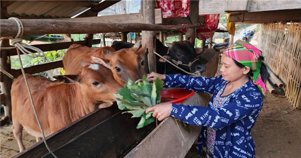 “Động lực” giúp người dân huyện nghèo Bảo Lâm vươn lên | Báo Dân tộc và Phát triển